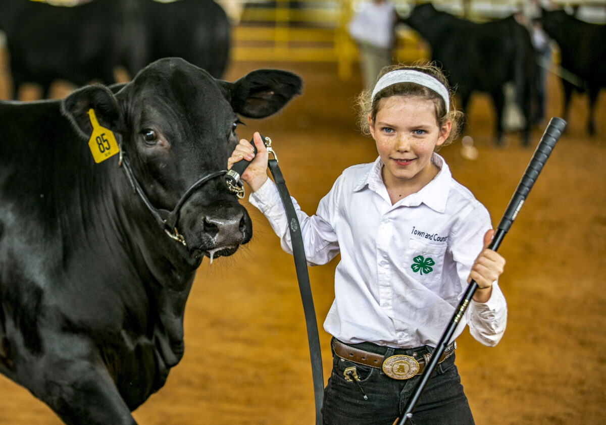 Market Steer Program Southeastern Youth Fair
