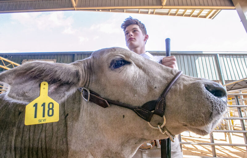 Market Steer Program | Southeastern Youth Fair