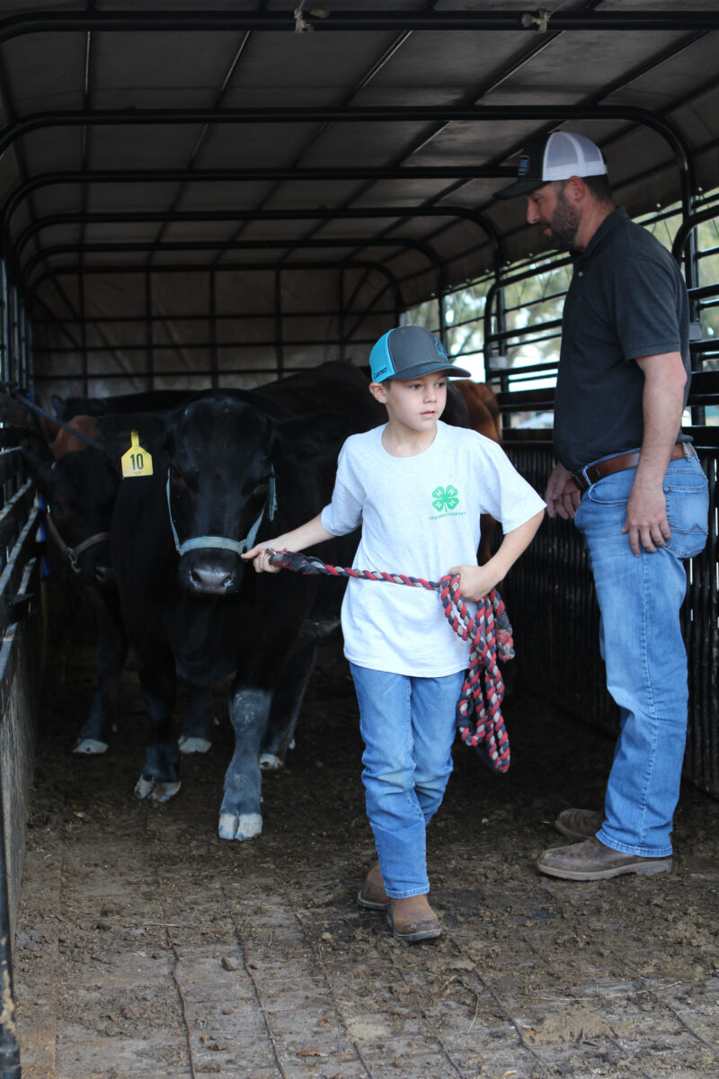 Market Steer Program | Southeastern Youth Fair