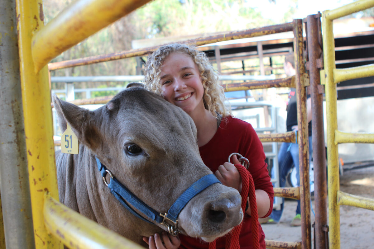 Market Steer Program | Southeastern Youth Fair