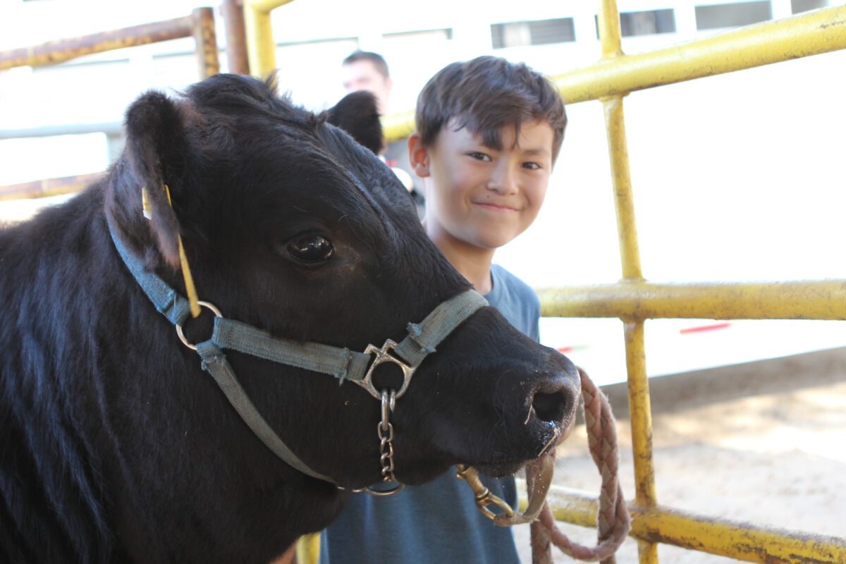 Market Steer Program | Southeastern Youth Fair