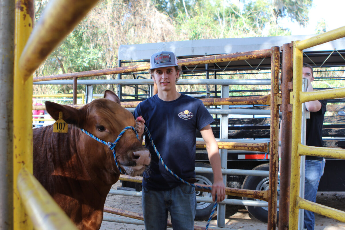 Market Steer Program | Southeastern Youth Fair