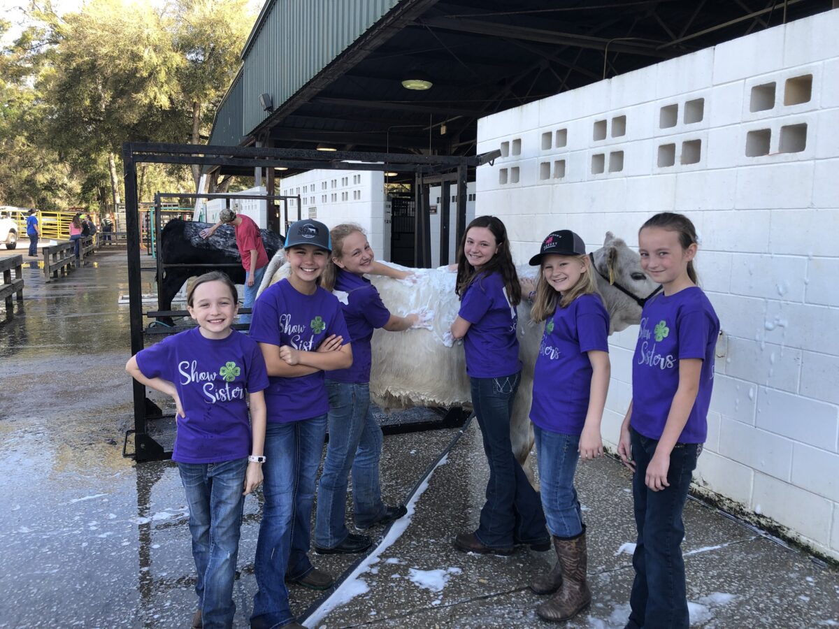 Market Steer Program | Southeastern Youth Fair