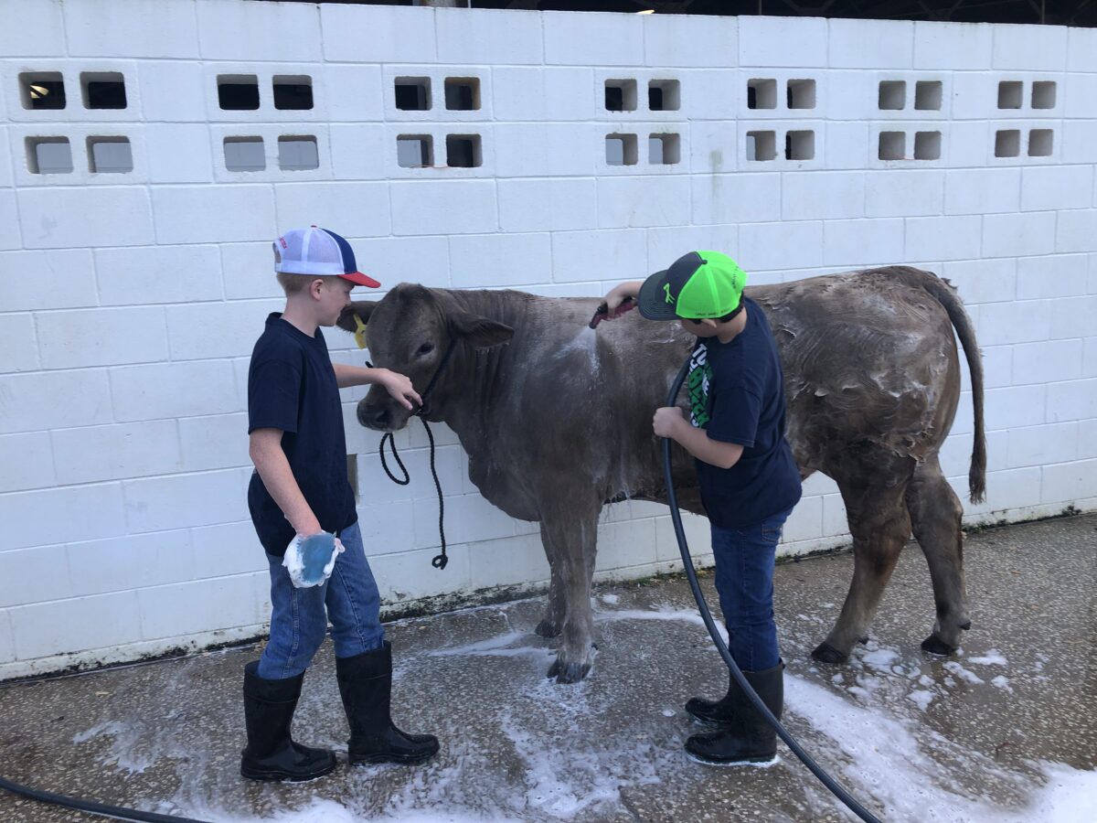 Market Steer Program | Southeastern Youth Fair