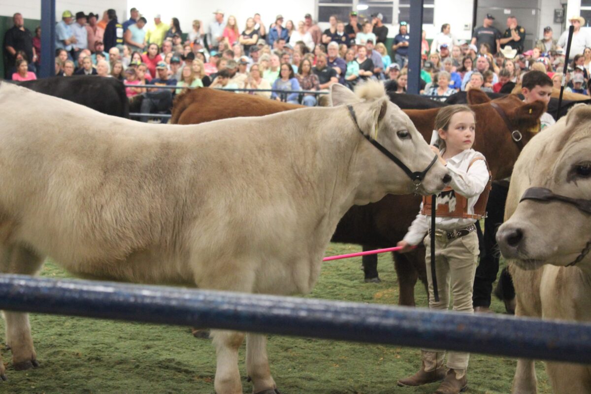Market Steer Program | Southeastern Youth Fair