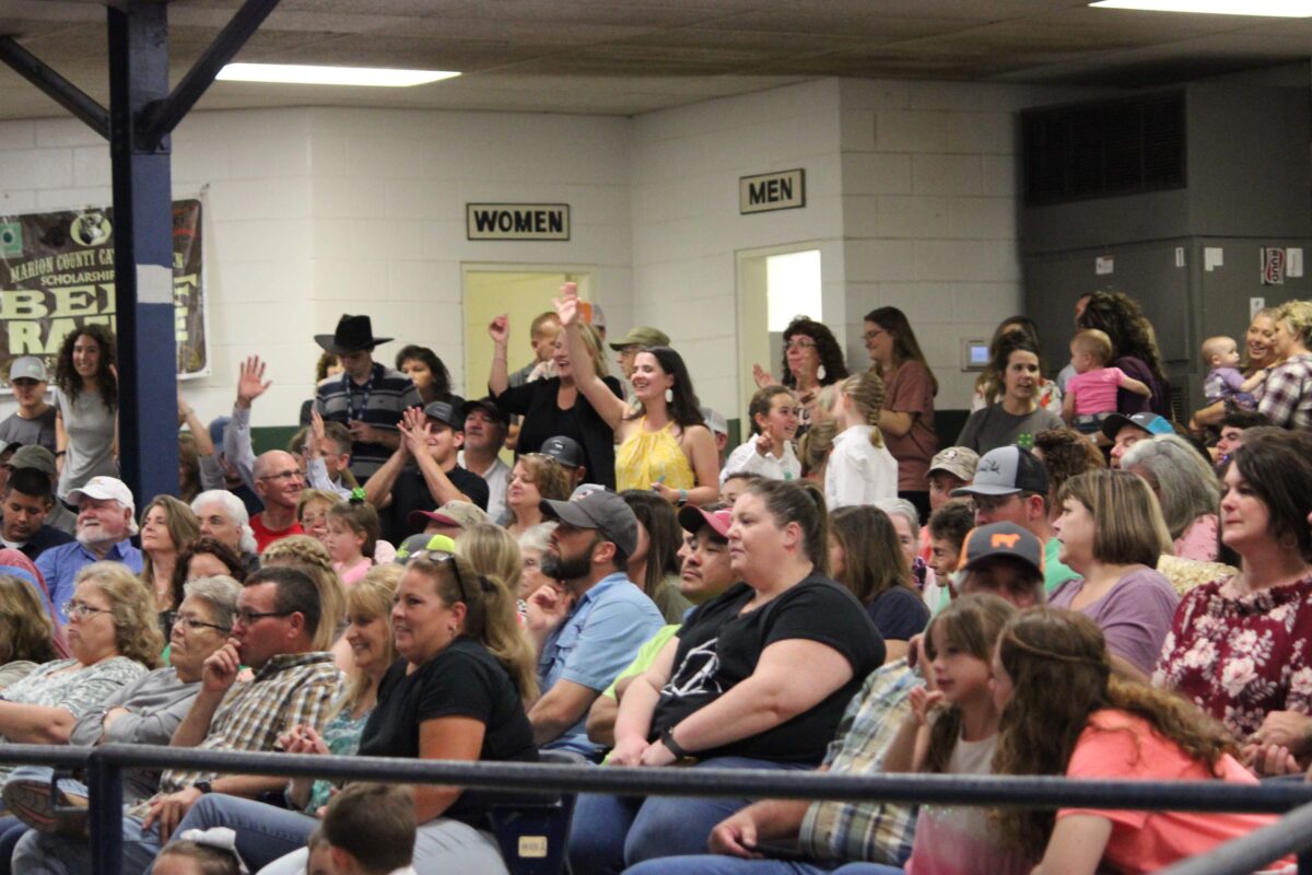 Market Steer Program | Southeastern Youth Fair